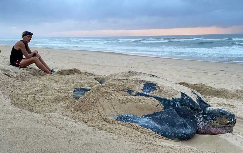 Loggerhead and Leatherback turtle laying and hatching information ...