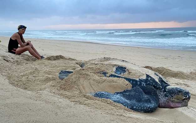 Loggerhead and Leatherback turtle laying and hatching information ...
